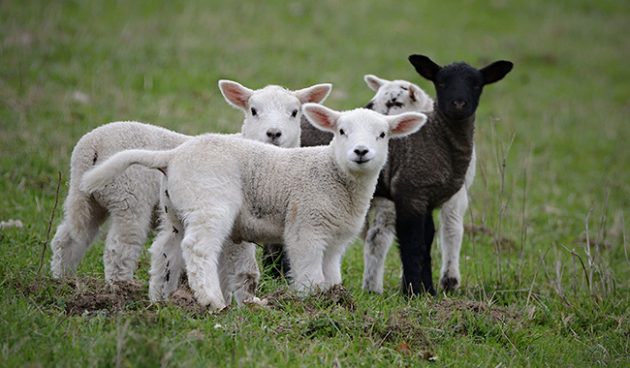 soñar-oveja-blanca-imagen – Significados de los Sueños